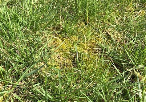 Types Of Lawn Moss And Why They Matter Obsessed Lawn And Garden