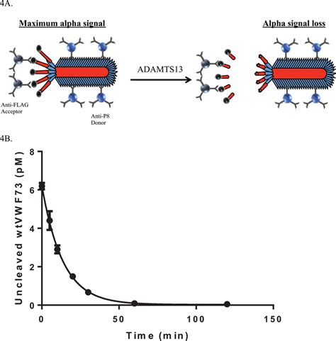 Reaction Time Course Of Adamts13 And Wtvwf73 M13 Phage A Schematic