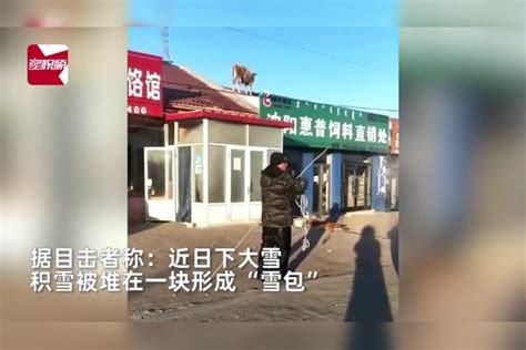 真上房揭瓦牛上房顶踩碎瓦片主人想用铲车营救网友咋上去的 牛上 瓦片 房顶