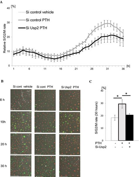 Usp2 Expression Is Required For The Pth1 34 Induced Pcob Proliferation