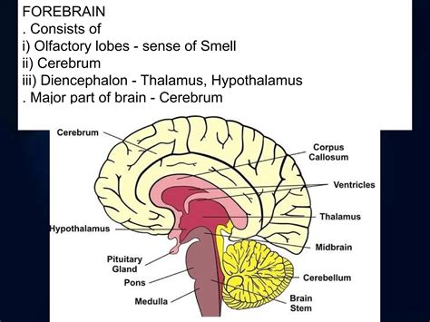 Brain Structure And Its Function Class 10 Pptx Brain And Nervous System Disorders