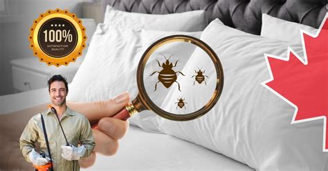 Early Signs Of Bed Bugs How To Identify And Address Infestations
