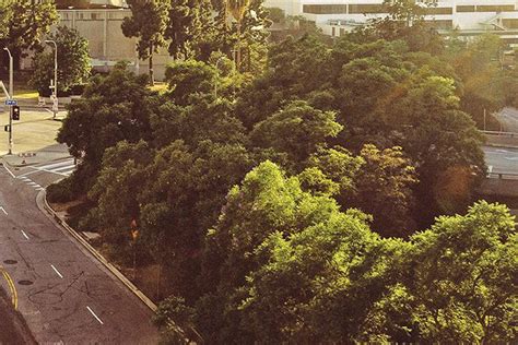 Tree Coverage Analysed Local Matters