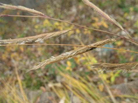 Prairie Cordgrass Msd