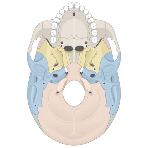 Facial And Cranial Bones Quizzes Human Bio Media