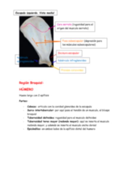 SOLUTION Anatomia Vet Miembro Tor Cico Y P Lvico Studypool