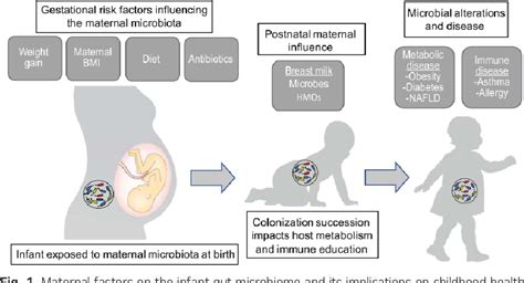 Figure 1 From Factors Influencing Development Of The Infant Microbiota