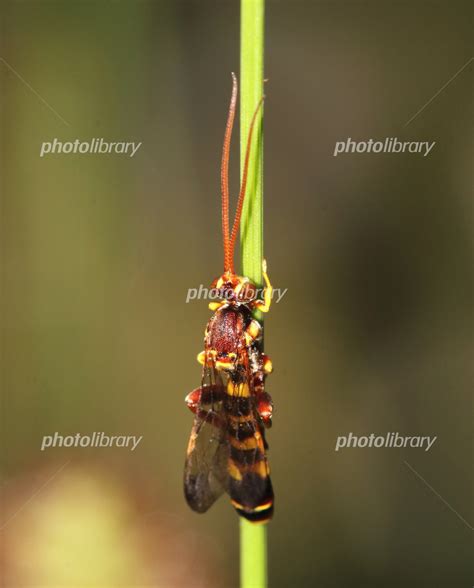 Photolibrary