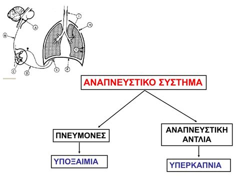 Ppt ΑΝΑΠΝΕΥΣΤΙΚΗ ΑΝΕΠΑΡΚΕΙΑ Powerpoint Presentation Id 5509341