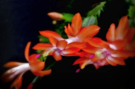 Plantas Cacto Foto Gratuita No Pixabay Pixabay