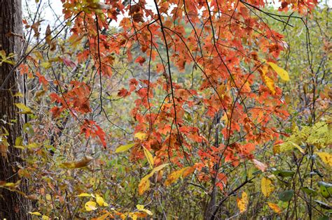 Tree Identification Hike Columbia Land Conservancy