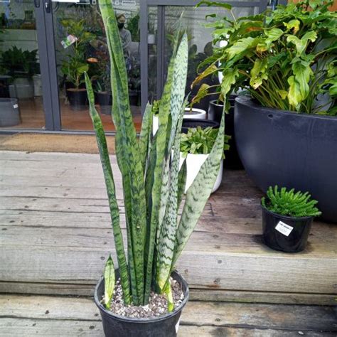 Kentia Palms For Sale Melbourne Plant Nursery Thetreeshop