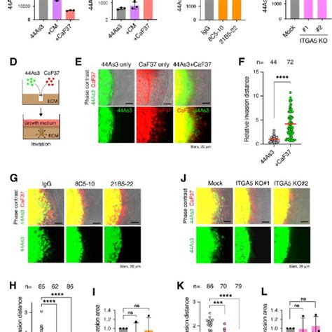 Expression Of Integrin α5β1 And Fibronectin In Dgc And Its Correlation