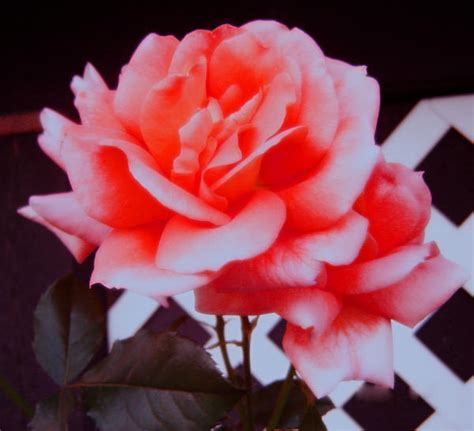 Moms Rose By Redirish On Deviantart
