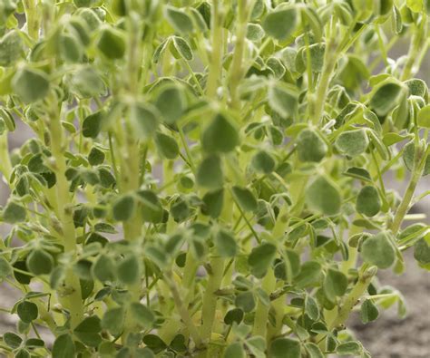 A Guide To How To Grow Oca In Your Backyard Vegetable Garden Homes