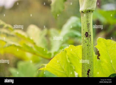Stem And Leaves Of Dangerous Toxic Plant Cow Parsnip Close Up Also