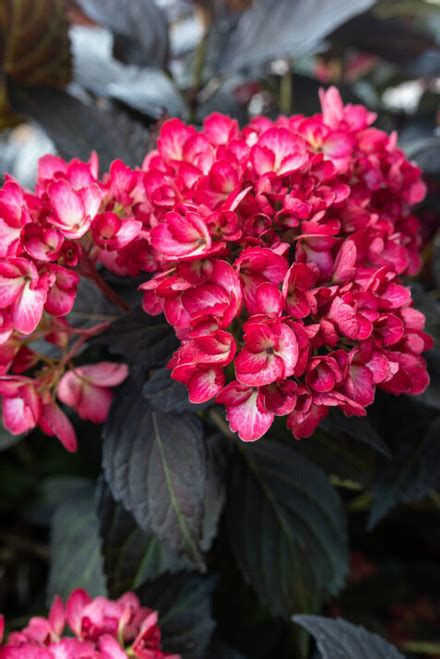 First Editions® Eclipse® Hydrangea Plant Addicts