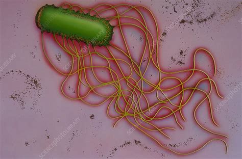 Salmonella Sp Bacterium Stock Image B2200576 Science Photo Library