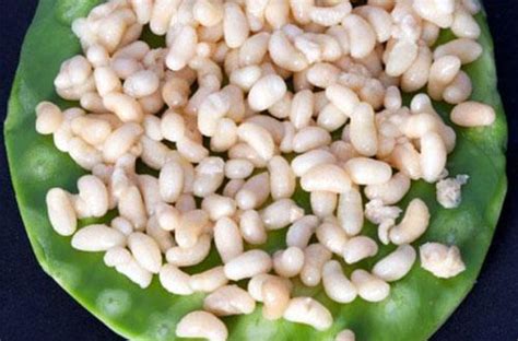 盤點世界各國的八大奇葩美食：有你敢吃的嗎？ 每日頭條