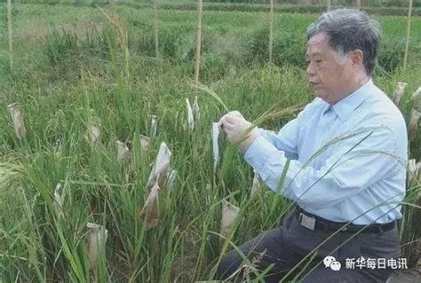 “农田院士”朱英国逝世：成就比肩袁隆平新闻频道中国青年网