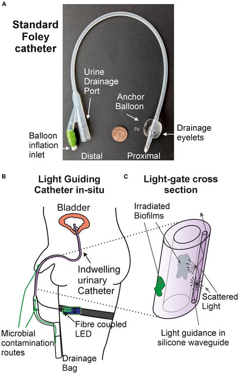 Frontiers A Light Guiding Urinary Catheter For The Inhibition Of Proteus Mirabilis Biofilm