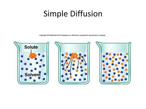 Ppt Simple Diffusion Powerpoint Presentation Free Download Id2349531