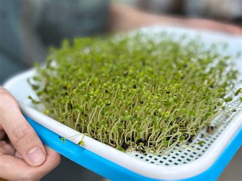 Let Me Describe The Flavors Of Sesame Sprouts