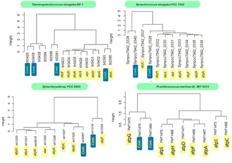 Clustering Trees Showing Gene Expression Correlation Pattern Of Genes Download Scientific