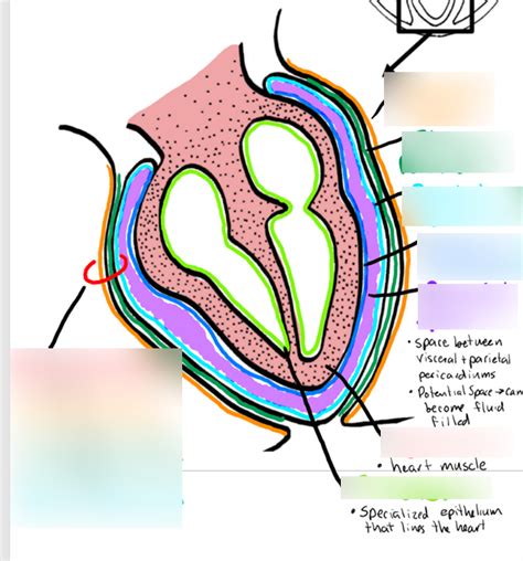 Pericardial Sac Diagram Quizlet