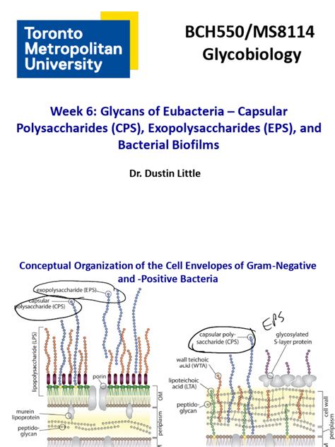 Section 6 Exopolysaccharides And Bacterial Biofilms2 Pdf Bacteria