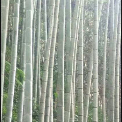 毛竹价格行情 今日毛竹价格多少钱一斤 一亩田