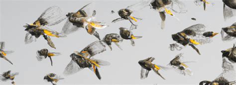 Exploring The Power Of Distributed Intelligence For Resilient Scientific Workflows