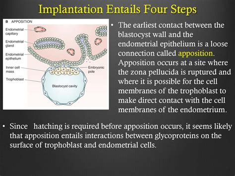 Reproductive Physiology 2 Ppt Download