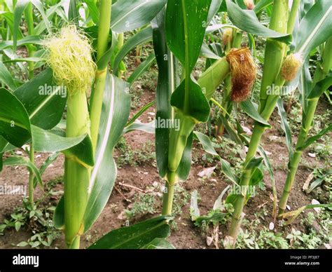 Green Corn Field Close Up Corn Field In The Countryside The Larvae
