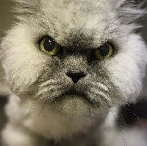 Angry Cat Meme Face