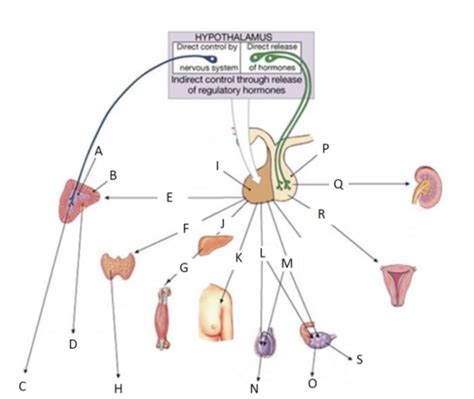 Hormone Pathway Flashcards Quizlet