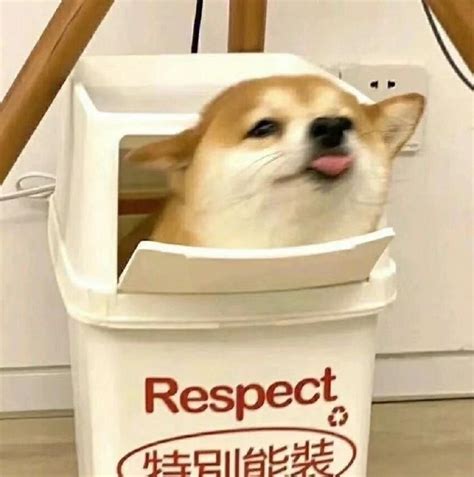 ボードБыстрое сохранениеのピン2024 柴犬 可愛すぎる動物 いぬ