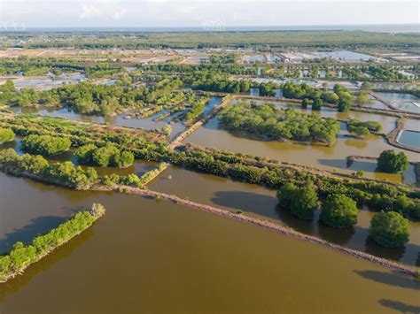 Premium Photo Aerial View Of Mangrove Forest And Shrimp Farming In