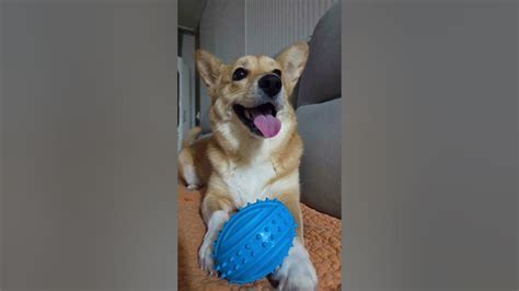 금이와 파란 공의 행복한 시간 귀여운 표정 Youtube