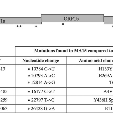 Schematic Diagram Of Sars Cov Genome Indicating Mutations Found In Ma15