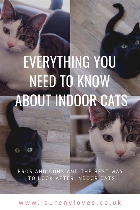 Everything You Need To Know About Indoor Cats Artofit