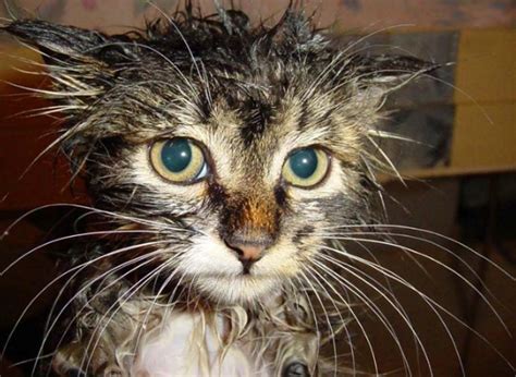 Por qué los gatos odian el agua