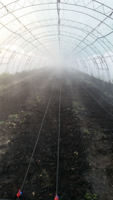 Капково и мъглуване в оранжерии