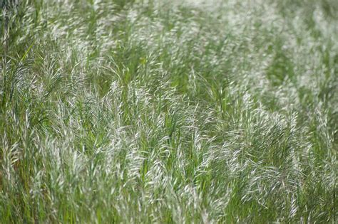 Grass Meadow Free Photo On Pixabay Pixabay