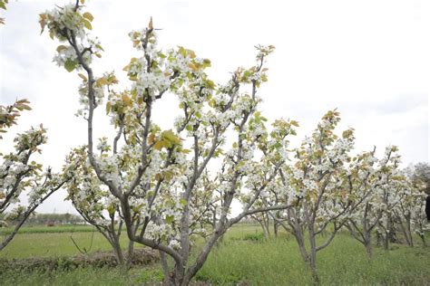 花漾四月好时节，梨花绽放迎春风关注民生