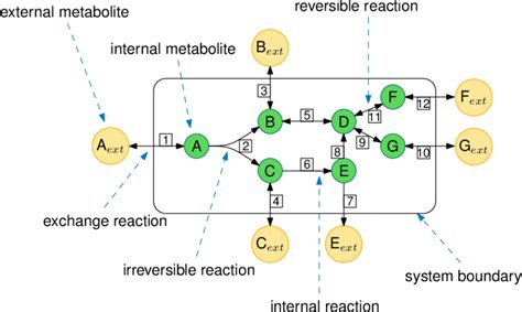 1 Example Metabolic Network Assume That A Ext B Ext C Ext E Ext