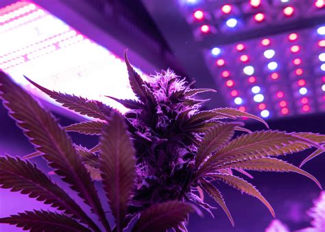Understanding Magnesium Deficiency In Plants And How To Treat It Atami