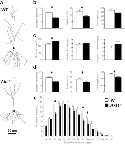 Experiment 4 Examination Of The Morphological Features Mean ± Sem Of Download Scientific