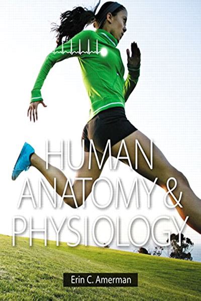 Human Anatomy And Physiology By Erin C Amerman Pearson Textbook No