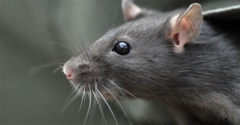 Problem Wien Als Ratten Paradies Weekendat